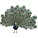 Peacock Pet - Path of Exile Wiki