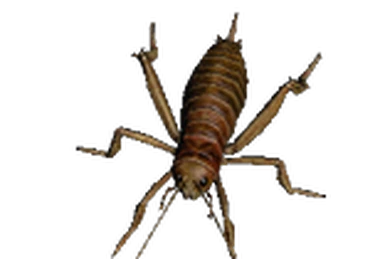 Weta