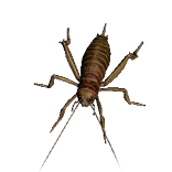 Weta Pet - Path of Exile Wiki