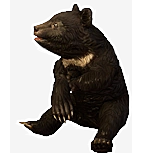 Formosan Bear Pet - Path of Exile Wiki
