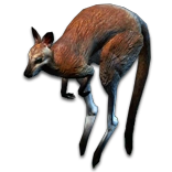 Wallaby Pet - Path of Exile Wiki