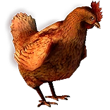 Chicken Pet - Path of Exile Wiki