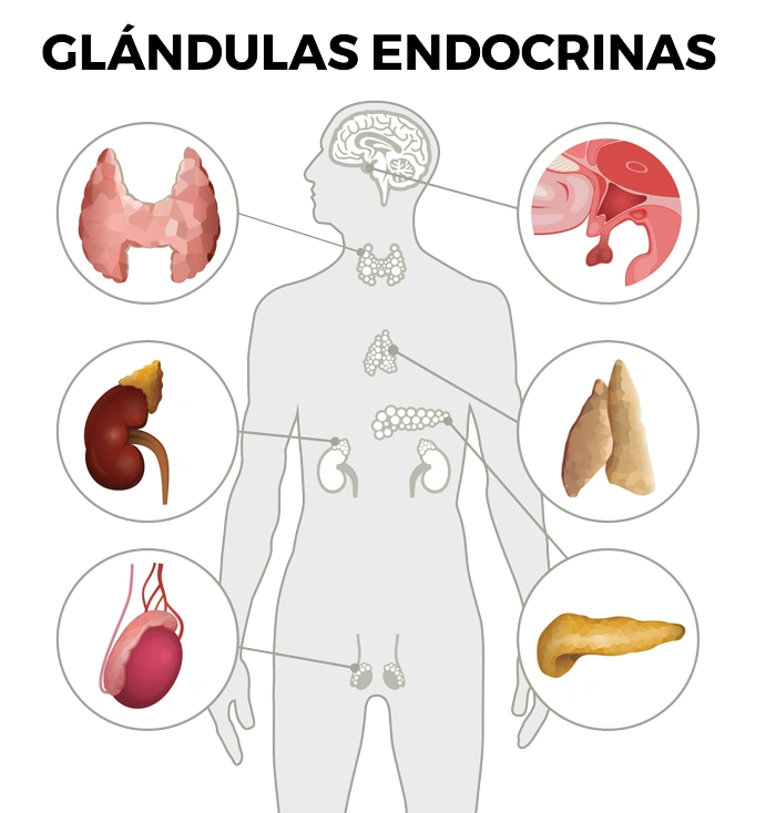E20-E35 Trastornos de otras glándulas endocrinas | Patología clínica ...