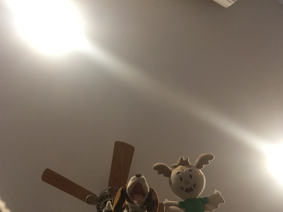 Ari the Bat (Plush) | Paw Inc Wiki | Fandom