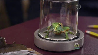 Friggle Frog | PAW Patrol Crossover: The Newest Beginning Wiki | Fandom