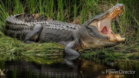 Two Toed Tom | PAW Patrol Fan Universe Wiki | Fandom