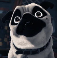 Frank (Pug) | PAW Patrol Fanon Wiki | Fandom