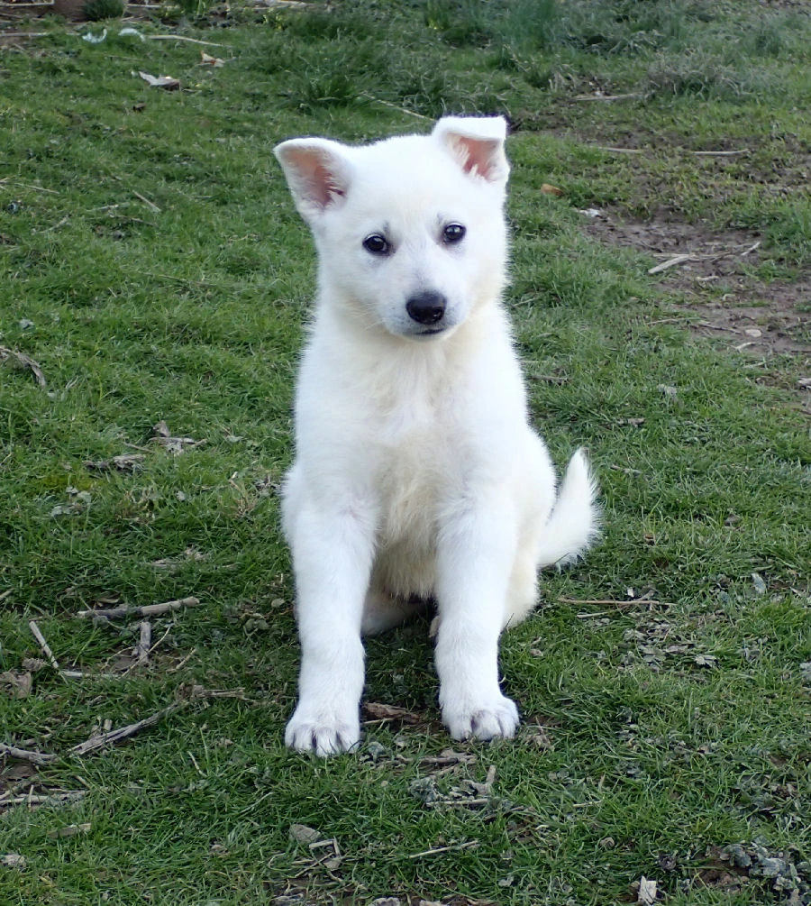 Mango | PAW Patrol Fanon Wiki | Fandom