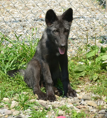 Kyle the wolf | PAW Patrol Fanon Wiki | Fandom