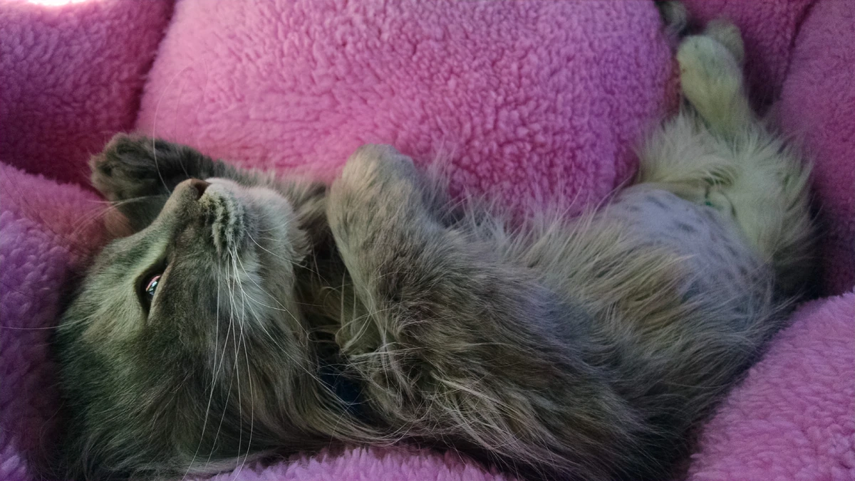 Princess(Sarah) | PAW Patrol Fanon Wiki | Fandom