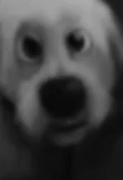 Bruce | PAW Patrol Fanon Wiki | Fandom