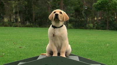 Gordon | PAW Patrol Fanon Wiki | Fandom