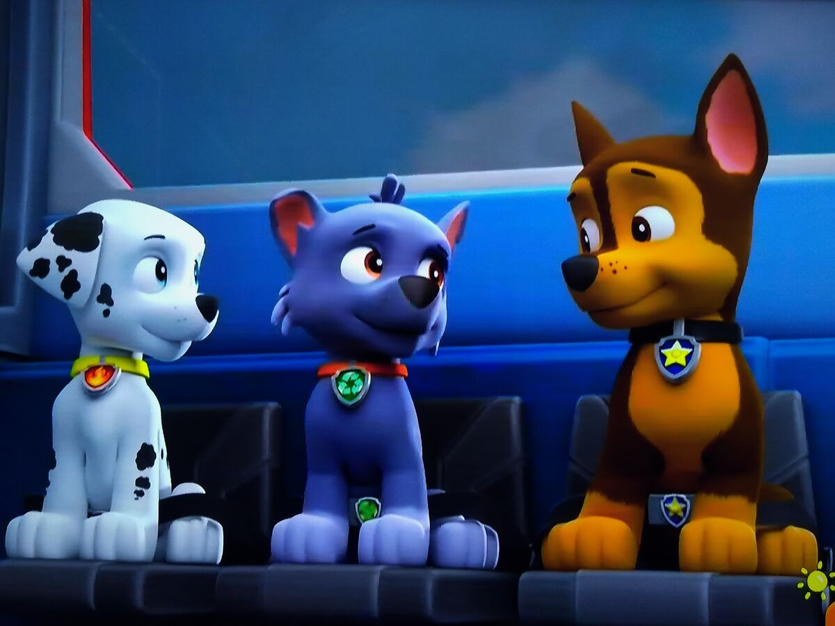 Chase Marshall And Rocky Paw Patrol Relation Ship Wiki Fandom