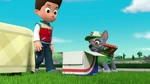 Rocky/Gallery/Pups Save a Runaway Rooster | PAW Patrol Wiki | Fandom
