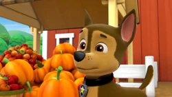 Pups Fall Festival/Trivia | PAW Patrol Wiki | Fandom