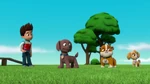 Skye/Gallery/Pups Save a Roo | PAW Patrol Wiki | Fandom