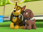 Chase/Gallery/Pups Save Ryder | PAW Patrol Wiki | Fandom