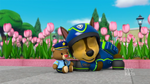 Chase/Gallery/Pups Save the Mayor's Tulips | PAW Patrol Wiki | Fandom