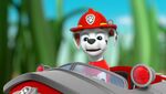 Pups Save Tiny Marshall/Gallery | PAW Patrol Wiki | Fandom