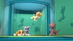 Zuma/Gallery/Pups Fall Festival | PAW Patrol Wiki | Fandom