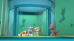 Zuma/Gallery/Pups Fall Festival | PAW Patrol Wiki | Fandom