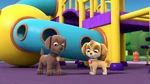 Zuma/Gallery/Pups Fall Festival | PAW Patrol Wiki | Fandom