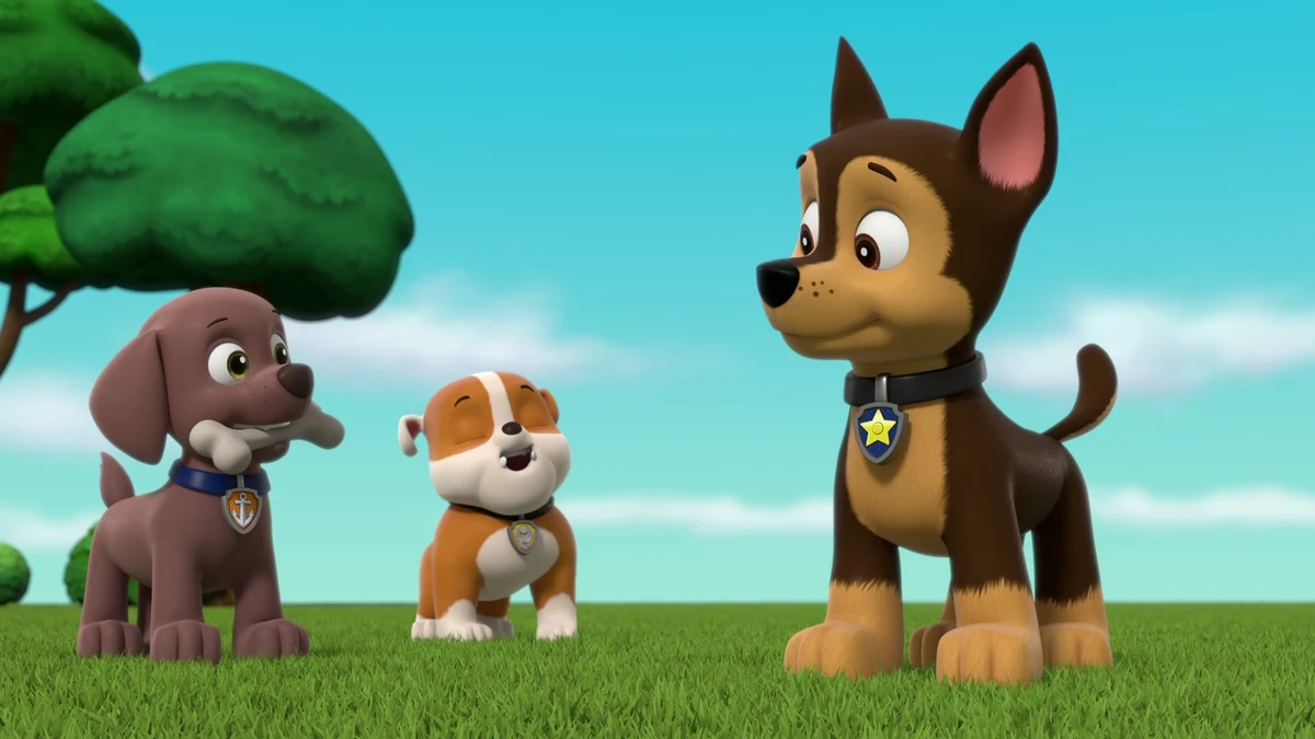 Zuma/Gallery/Pups Take in a Runaway Kitty! | PAW Patrol Wiki | Fandom