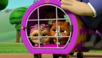 Pups Save the Shivering Sheep/Gallery | PAW Patrol Wiki | Fandom