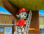 Pups Save a Toof/Gallery | PAW Patrol Wiki | Fandom