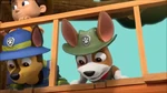 Parroting Pups/Gallery | PAW Patrol Wiki | Fandom