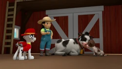 Pups Save a Cow/Quotes | PAW Patrol Wiki | Fandom
