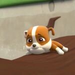 Rubble/Gallery/Pups Get a Rubble | PAW Patrol Wiki | Fandom