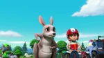 Rocky/Gallery/Pups Save a Roo | PAW Patrol Wiki | Fandom
