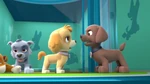 Zuma/Gallery/Pups Fall Festival | PAW Patrol Wiki | Fandom