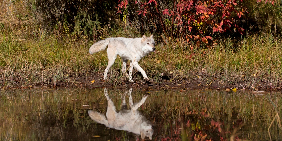 Jlori | Paws Of Power Wiki | Fandom