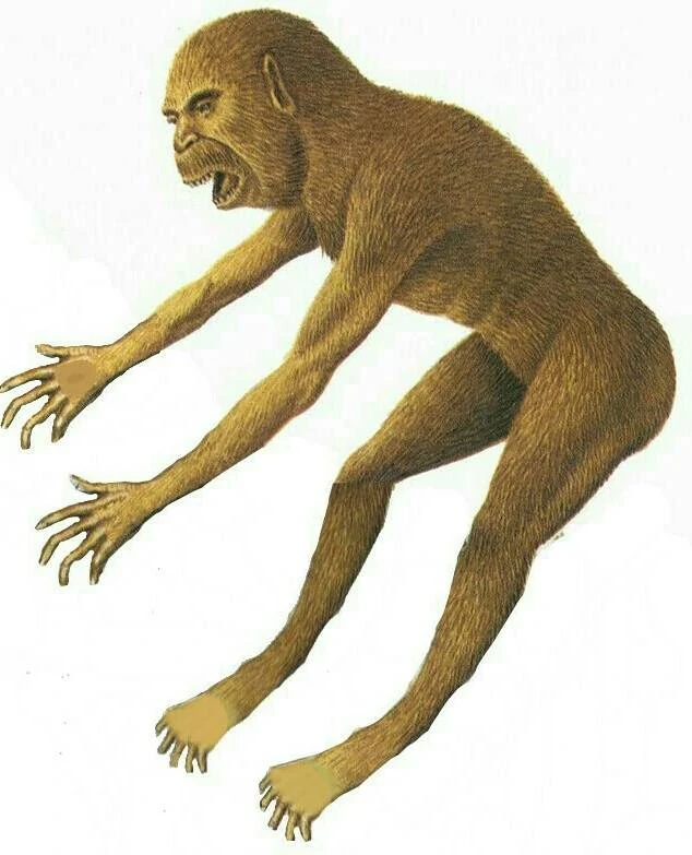 British Dwarf Dylanus | Pax Regalis Wiki | Fandom