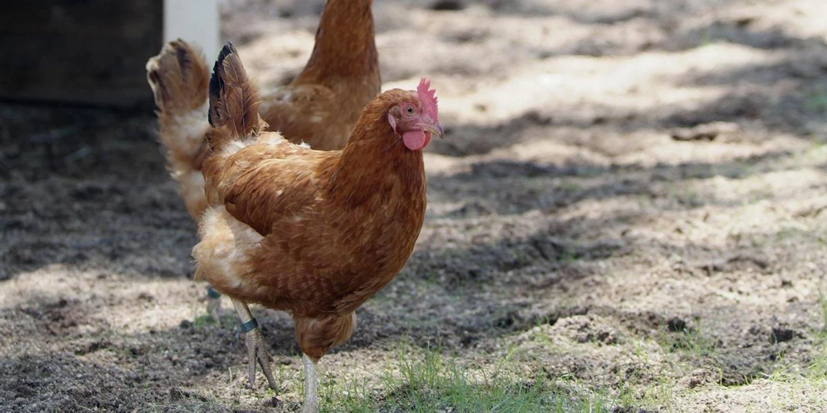 Domestic Chicken | PBS Kids Animals Wiki | Fandom