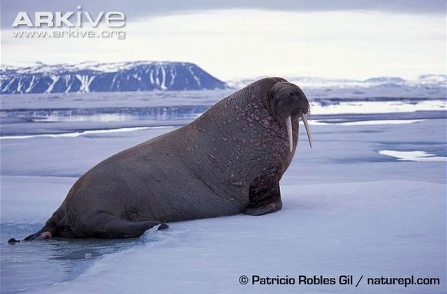 Walrus/ Gallery | PBS Kids Animals Wiki | Fandom