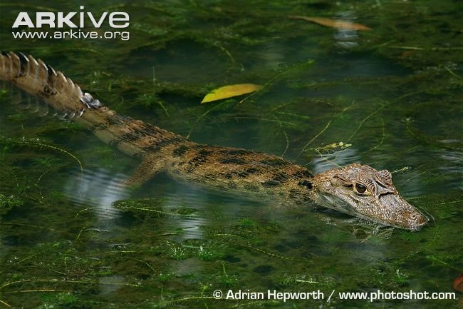 Specticaled Caiman | PBS Kids Animals Wiki | Fandom