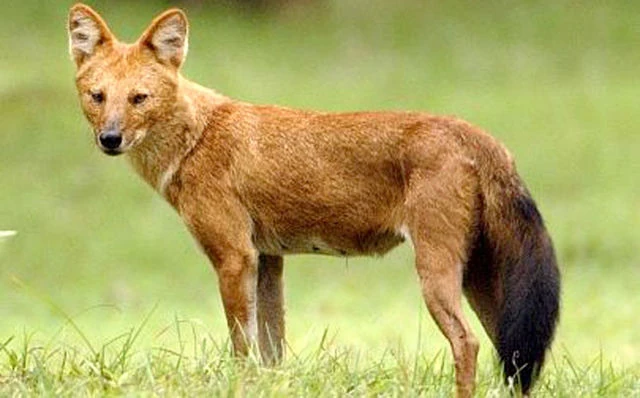Dhole | PBS Kids Animals Wiki | Fandom