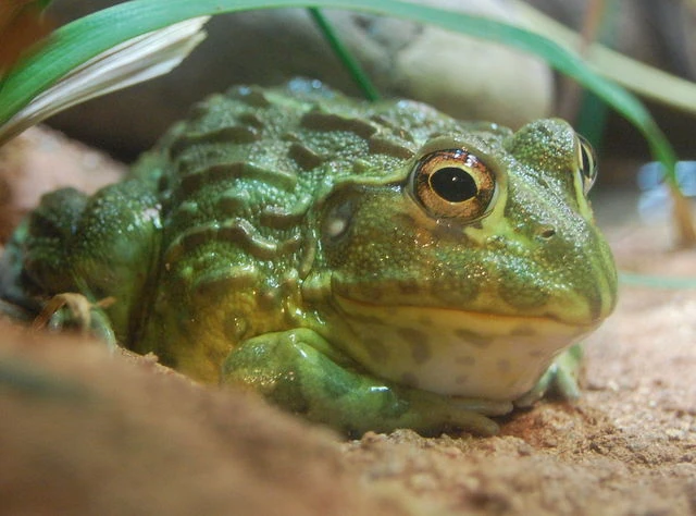 African Bullfrog | PBS Kids Animals Wiki | Fandom
