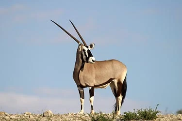 Gemsbok | PBS Kids Animals Wiki | Fandom