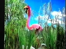 Greater Flamingo/ Gallery | PBS Kids Animals Wiki | Fandom