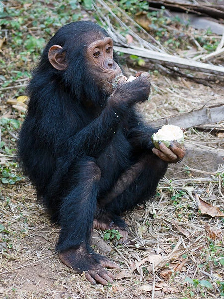 Common Chimpanzee | PBS Kids Animals Wiki | Fandom