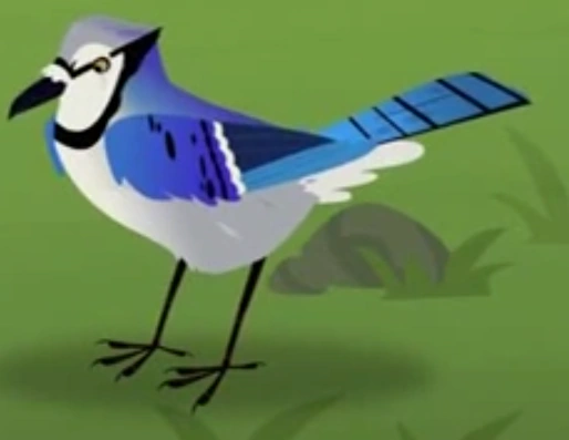 Blue Jay/ Gallery | PBS Kids Animals Wiki | Fandom