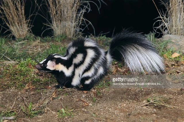 Spotted Skunk | PBS Kids Animals Wiki | Fandom