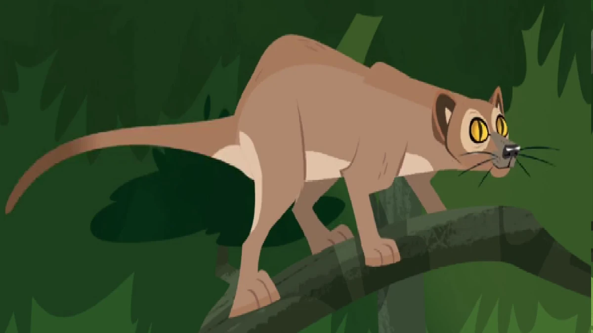 Fossa/ Gallery | PBS Kids Animals Wiki | Fandom
