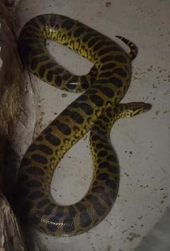 Green Anaconda | PBS Kids Animals Wiki | Fandom