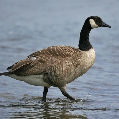 Canada Goose | PBS Kids Animals Wiki | Fandom