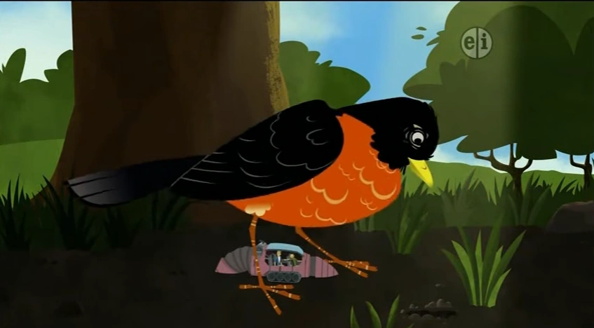 American Robin/ Gallery | PBS Kids Animals Wiki | Fandom